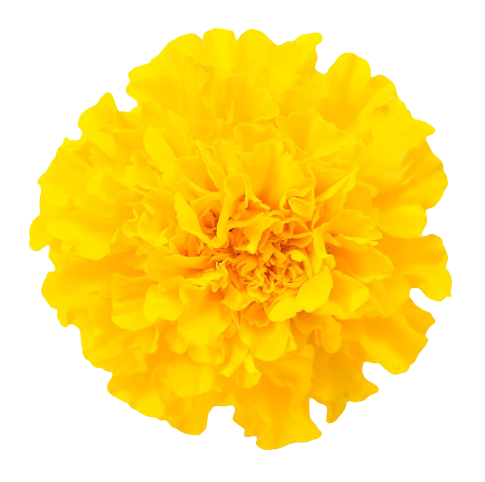 Marigold Cream – For burns and wounds at all places